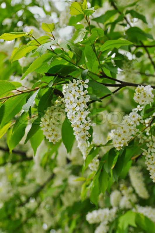 Bird-cherry tree | Stock Photo | Colourbox