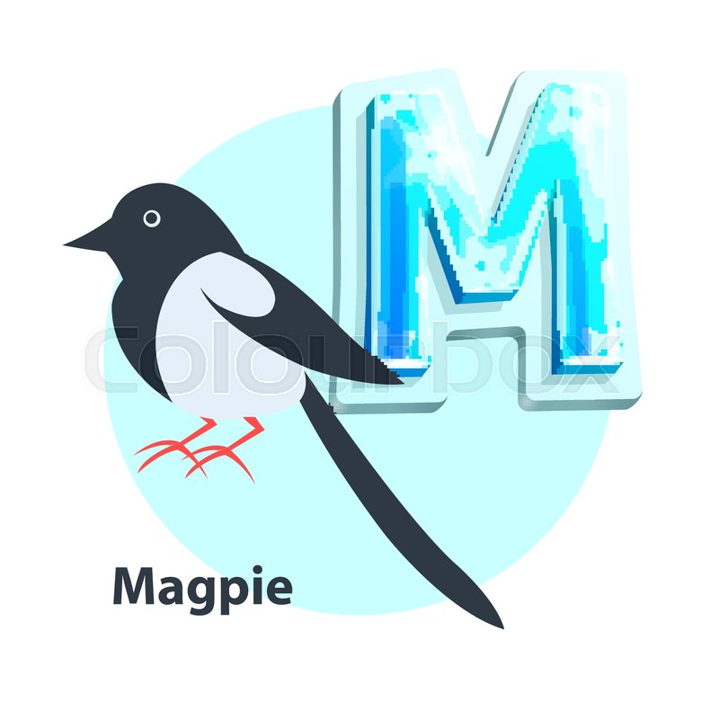 Magpie little black-and-white bird ... | Stock vector | Colourbox