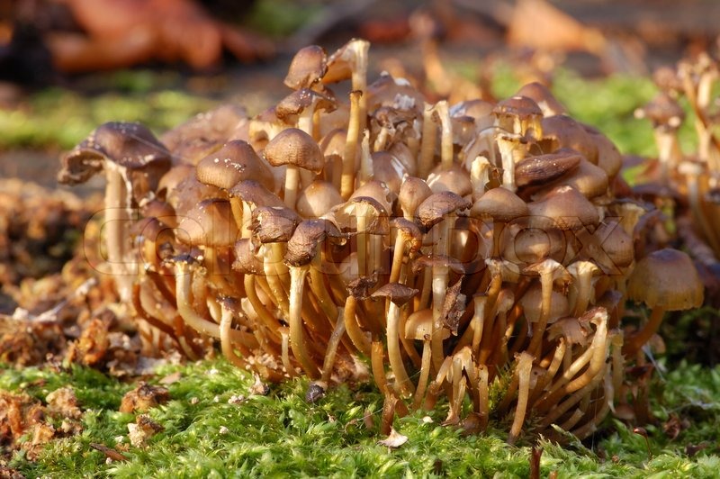 Rotten mushrooms | Stock Photo | Colourbox