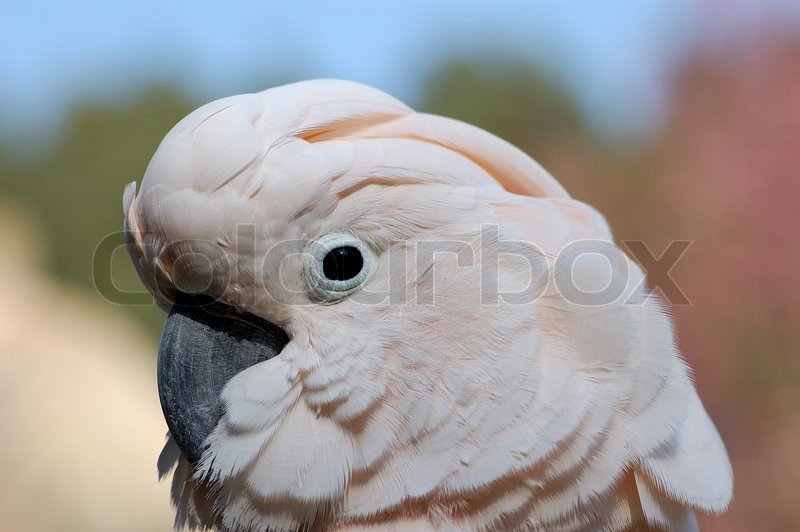 White Parrot | Stock Photo | Colourbox