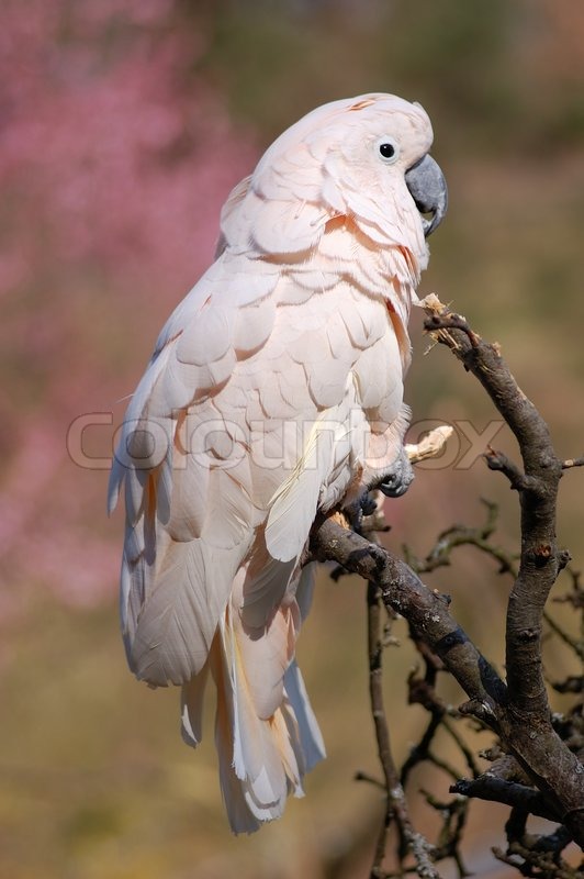 White Parrot | Stock image | Colourbox