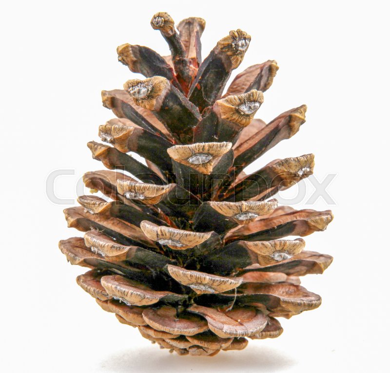 Close Up Of Pine Cone On White ... | Stock image | Colourbox
