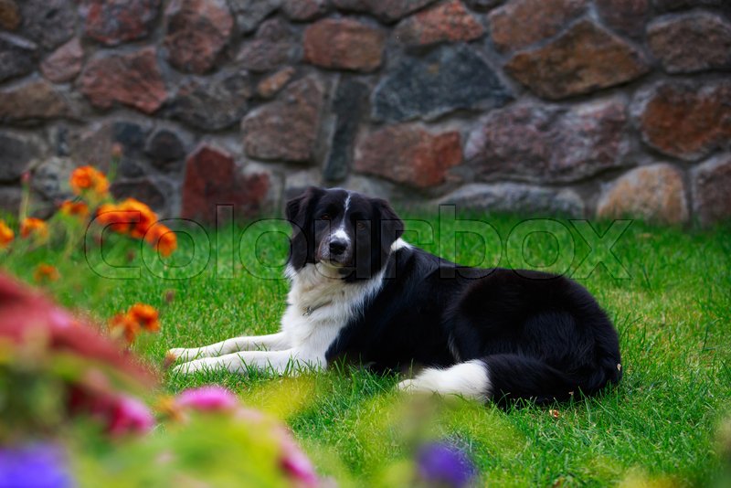 Dog breed Border Collie is lying down ... | Stock image | Colourbox