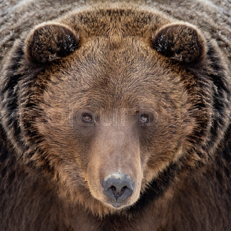 Close up brown bear portrait | Stock image | Colourbox