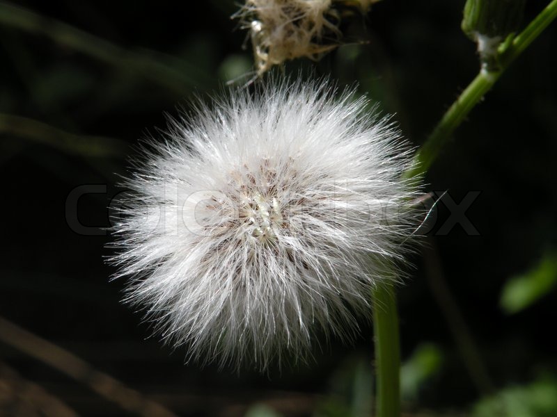 Fluffy flower | Stock image | Colourbox