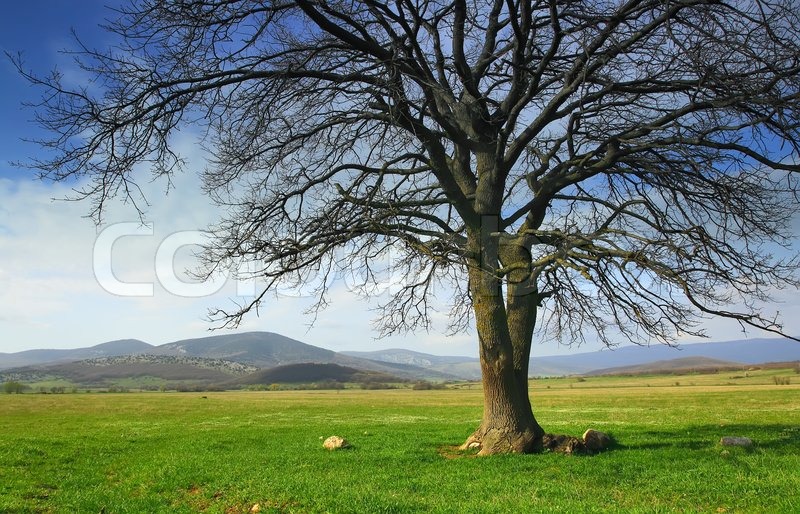Lonely tree in the valley | Stock image | Colourbox