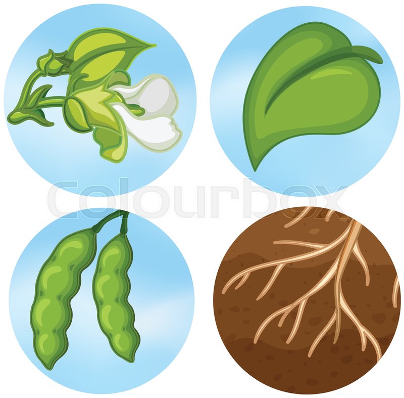 Part of plant part illustration | Stock vector | Colourbox