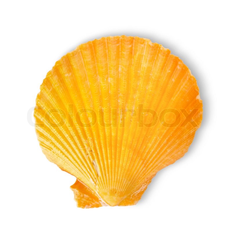 Orange sea shell | Stock image | Colourbox