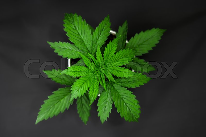 Marijuana Leaf Black Background