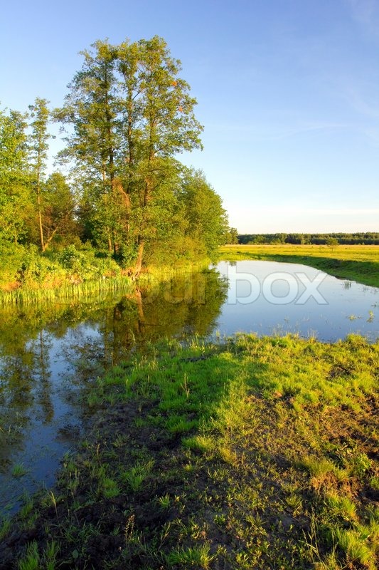 River bank in the forest at the sunset | Stock image | Colourbox