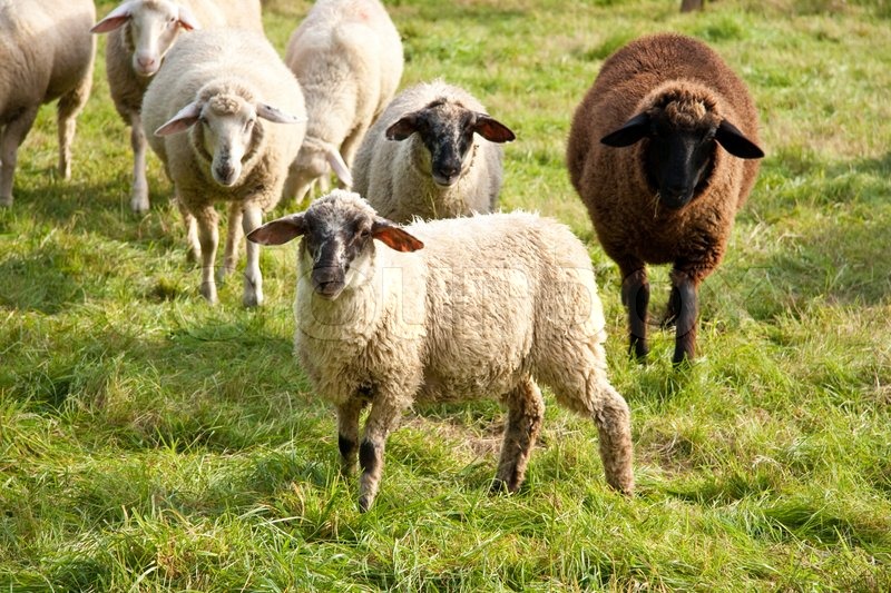 Sheep on a pasture | Stock image | Colourbox