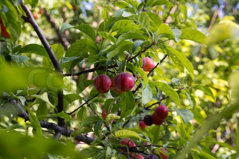 Rote Pflaumen auf dem Baum | Stock Bild | Colourbox