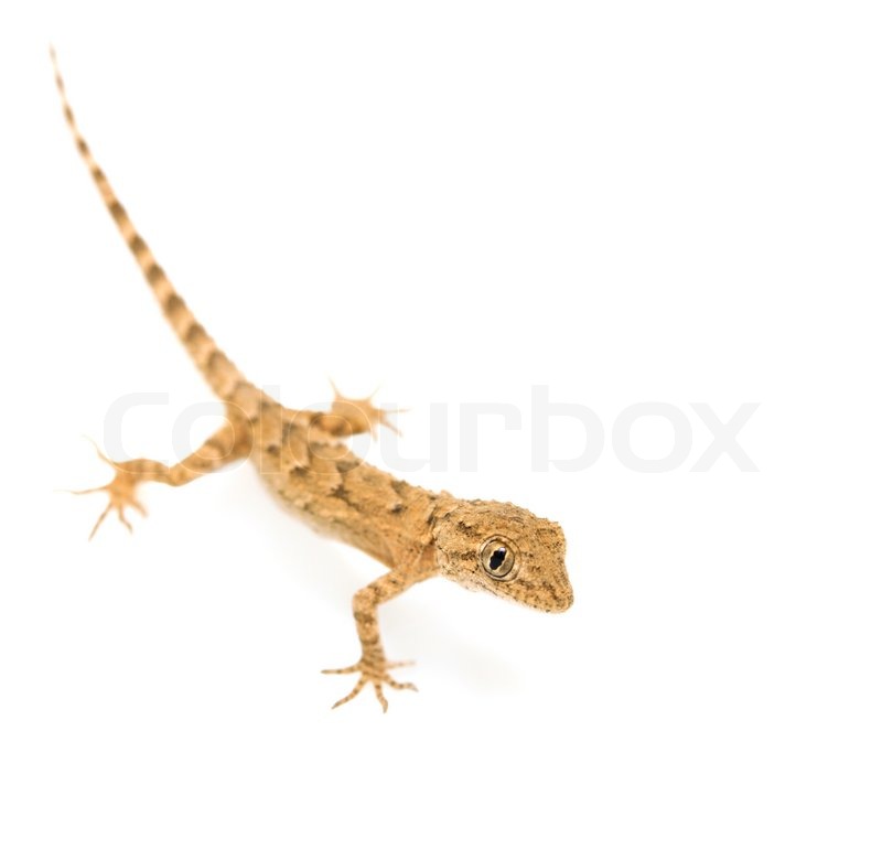 Brun plettet gekko krybdyr isoleret på ... | Stock foto | Colourbox