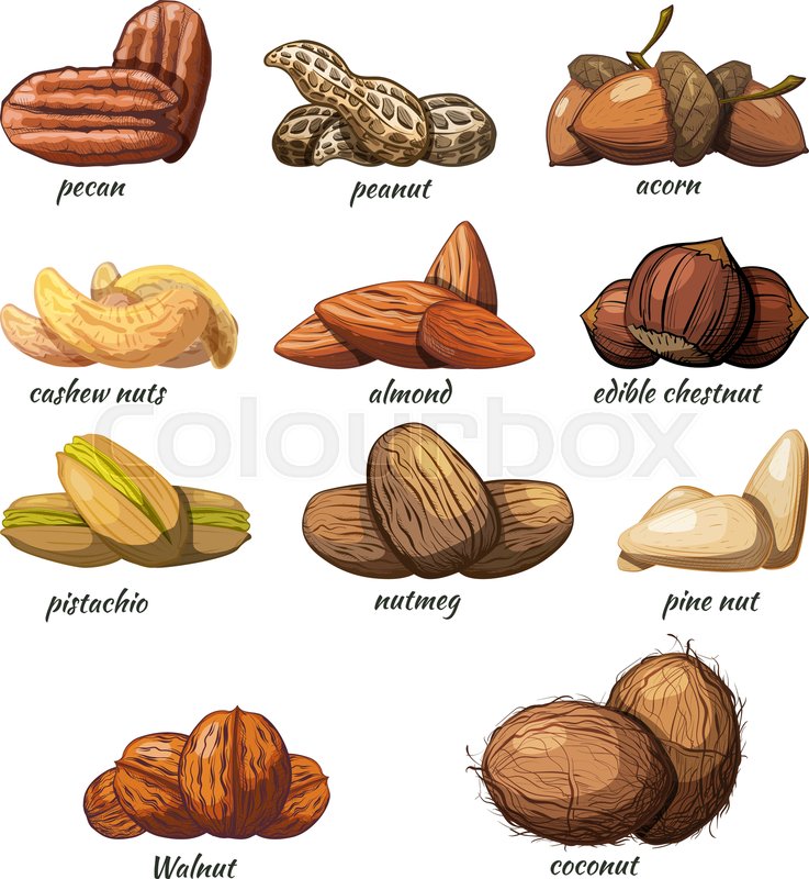 Pecan Walnut