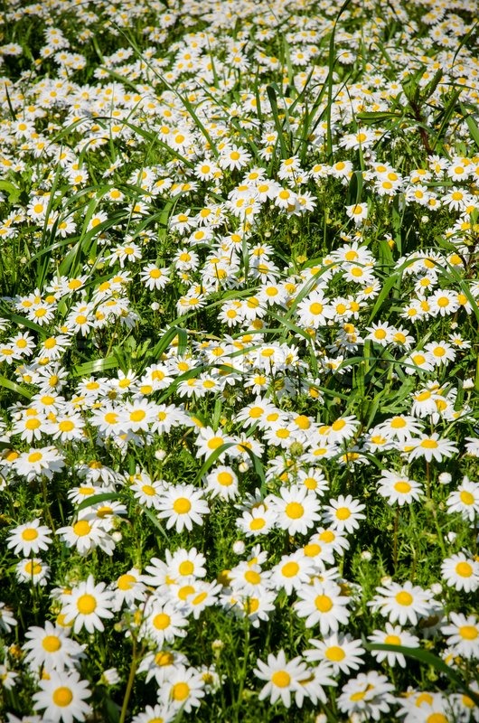 Field of daisies | Stock image | Colourbox