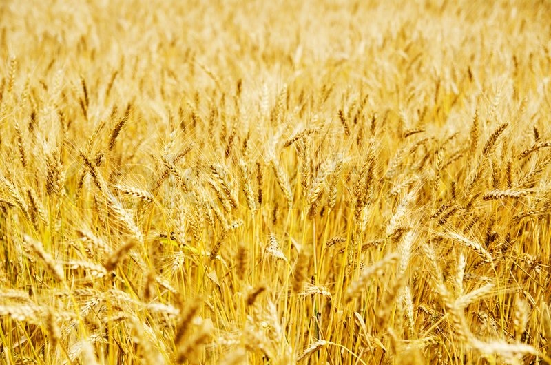 Golden barley | Stock image | Colourbox