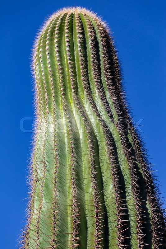 Mexican giant cactus Carnegiea gigantea ... | Stock image | Colourbox