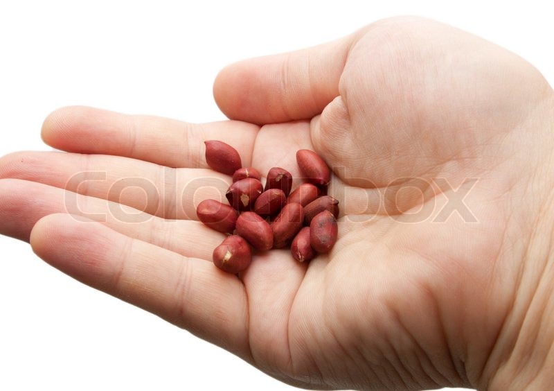 Peanuts in his hand on a white ... | Stock image | Colourbox