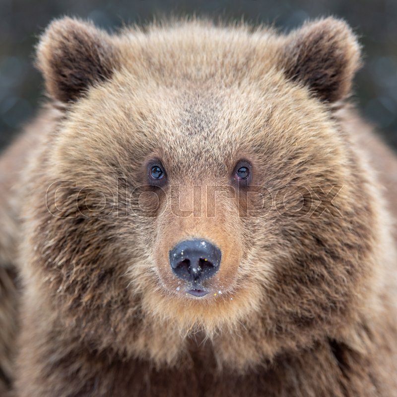 Close up brown bear portrait | Stock image | Colourbox