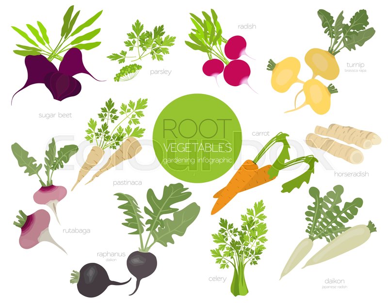 Design With Root Vegetables