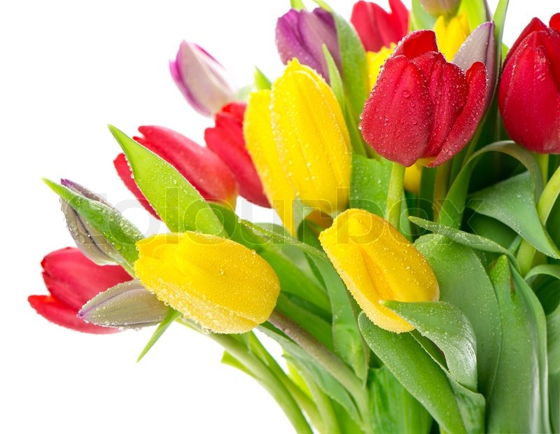 Colorful bouquet of fresh spring tulip ... | Stock image | Colourbox