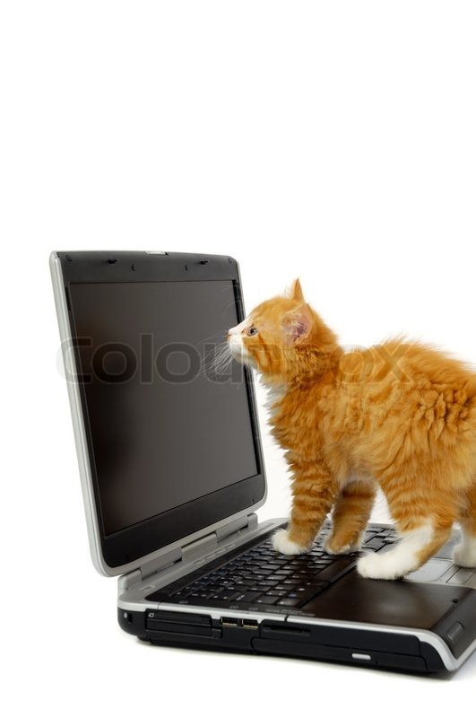 Excited Cat On Laptop