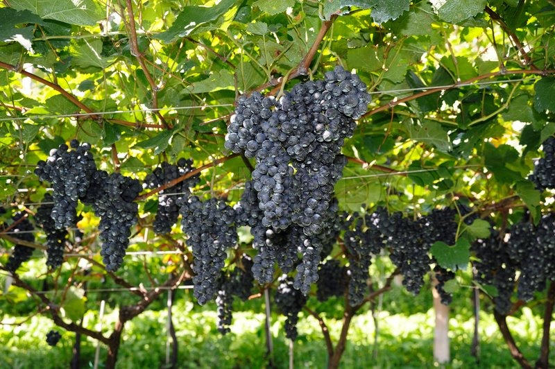 Frische Weintrauben | Stock Bild | Colourbox