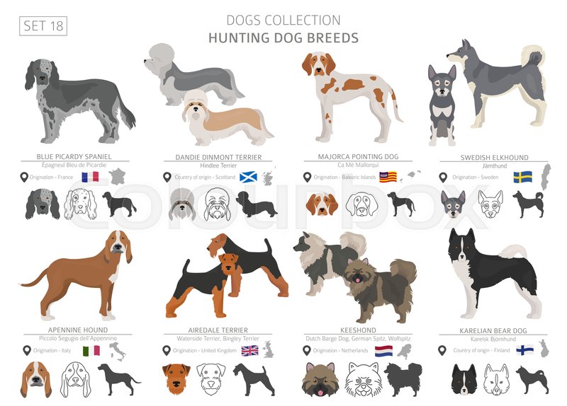 Hunting dogs collection isolated on ... | Stock vector | Colourbox