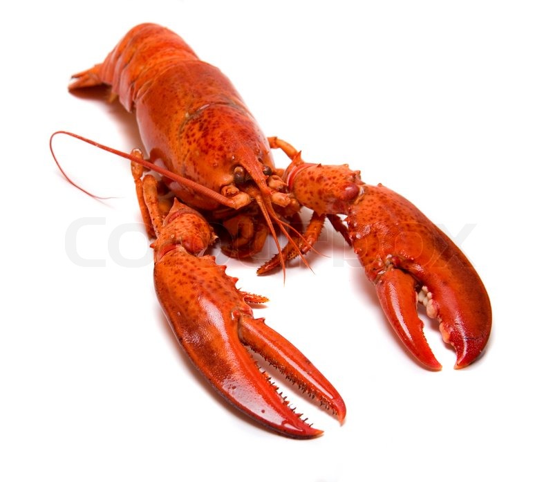 Lobster | Stock image | Colourbox