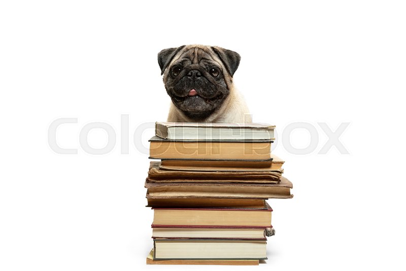 The smart intelligent pug puppy dog ... | Stock image | Colourbox