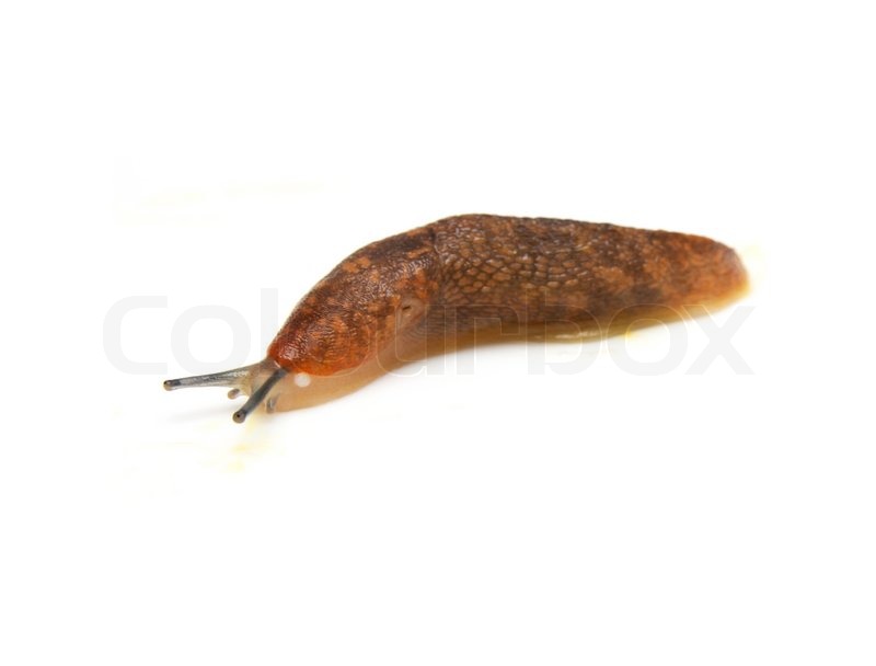 Slug - the slowest animal It creeps on ... | Stock image | Colourbox
