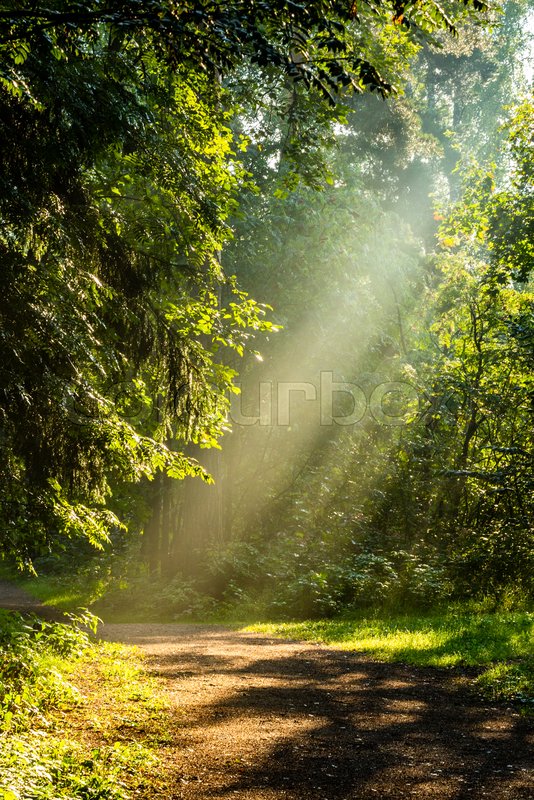 Beautiful sunny morning in the forest, ... | Stock image | Colourbox