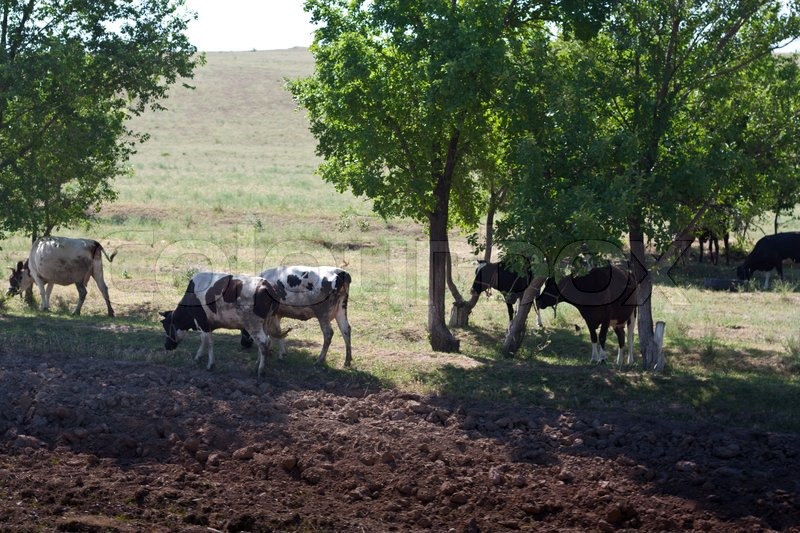 Herd of cows under trees | Stock image | Colourbox