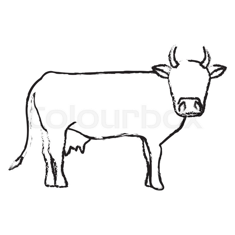 Indian Cow Drawing