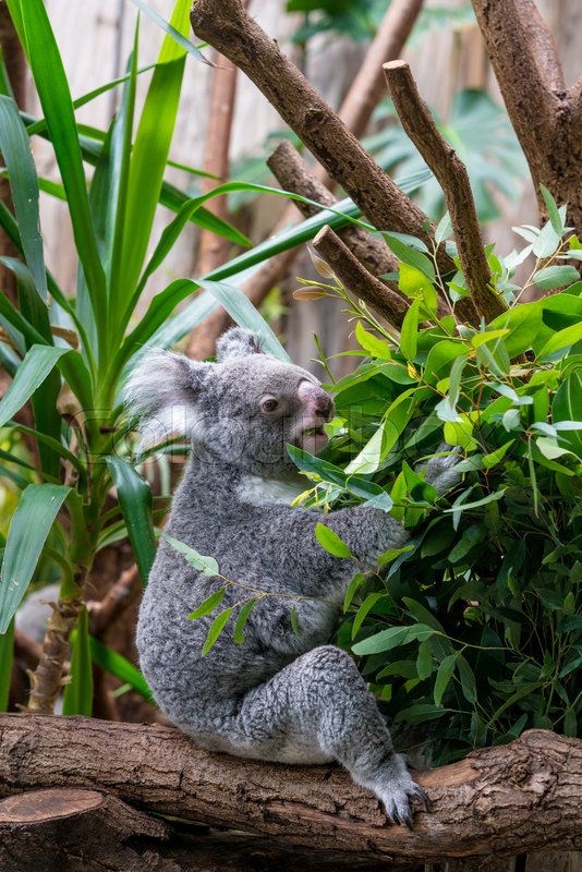 Koala bear in forest | Stock image | Colourbox