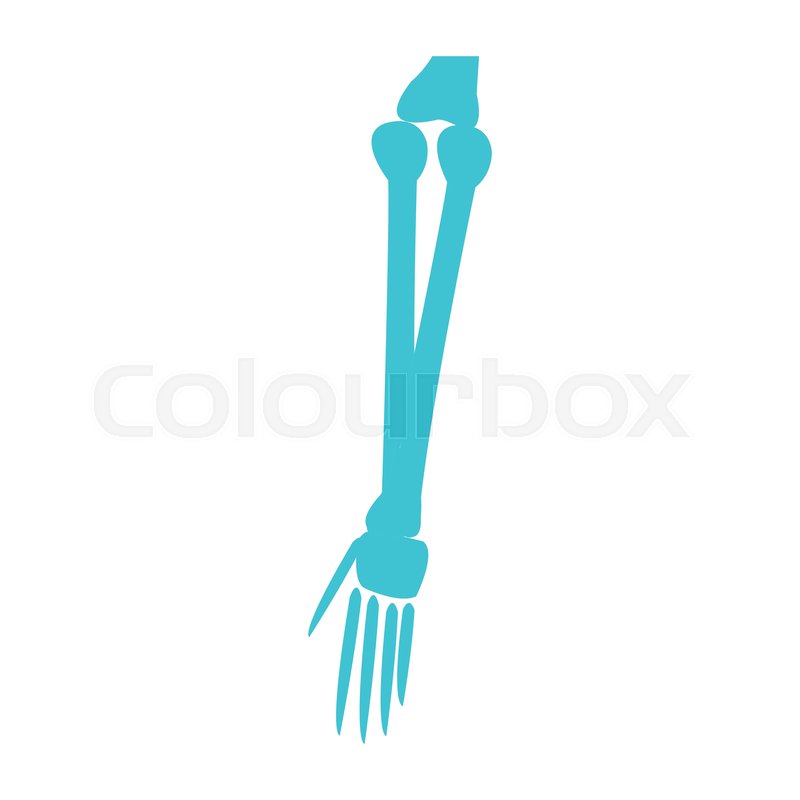 Bone arm human medical anatomy vector ... | Stock vector | Colourbox