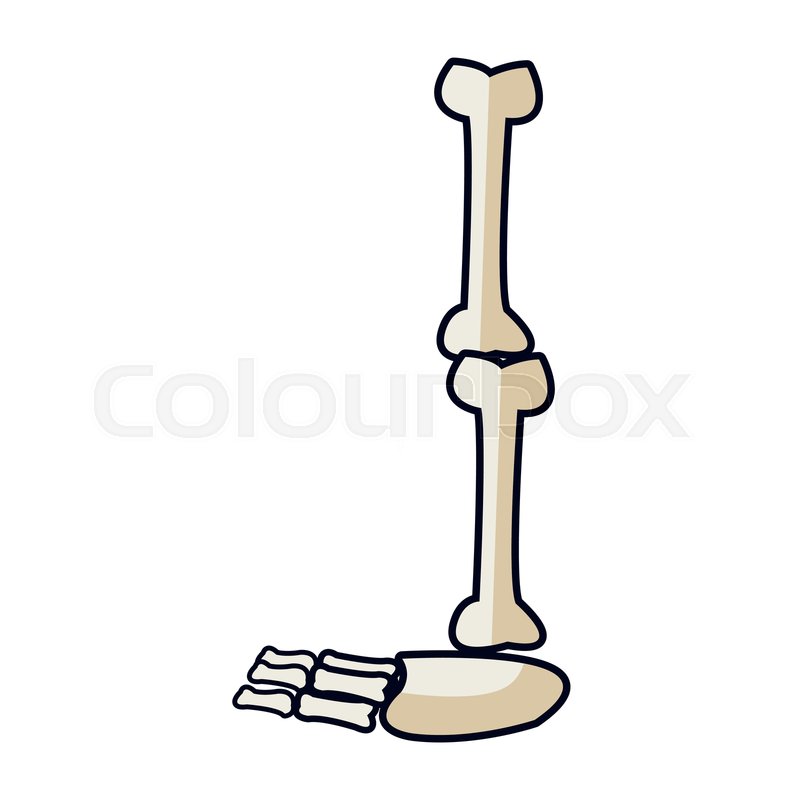 Cartoon leg bone part skeleton comic ... | Stock vector | Colourbox