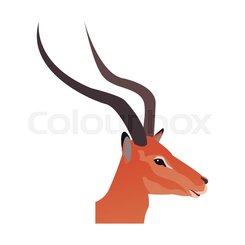 African Impala Head