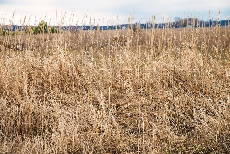 Field with a dry grass in the afternoon | Stock image | Colourbox