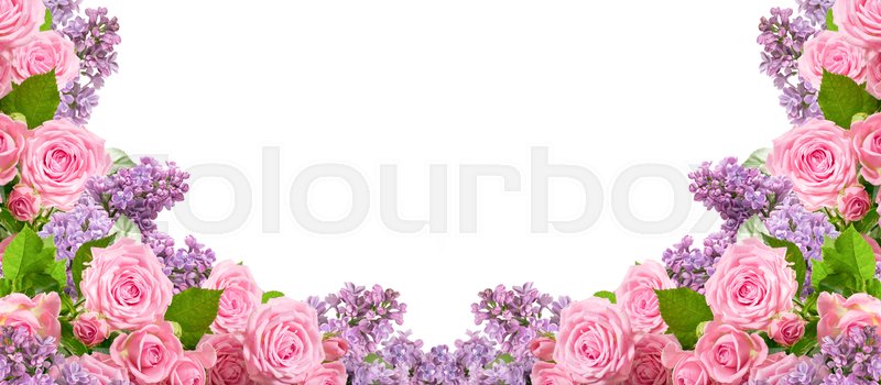 Border of pink roses and lilac isolated ... | Stock image | Colourbox