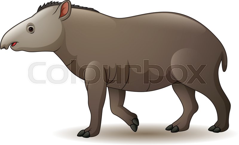Illustration of american tapir ... | Stock vector | Colourbox