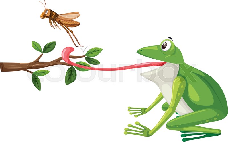 Praying Mantis Eating Frog