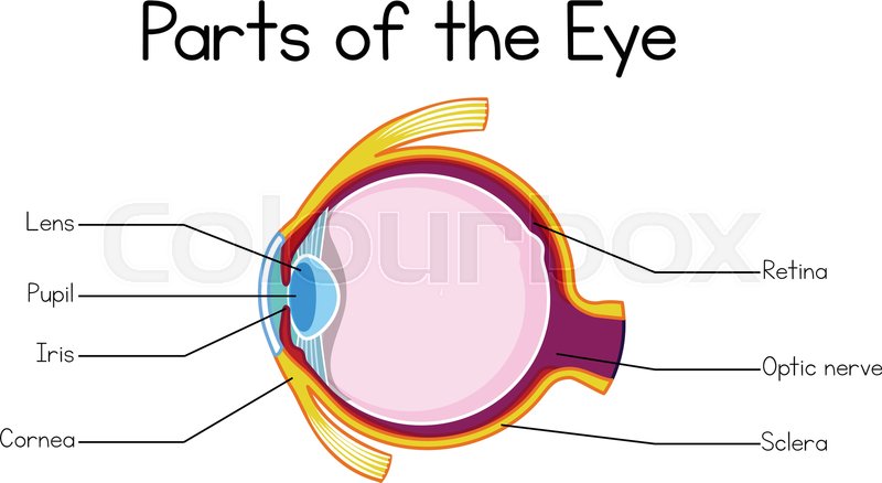 Parts Of The Eye Animation Clipart