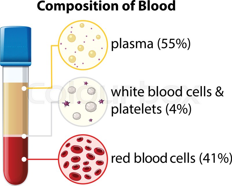 Composition of blood diagram ... | Stock vector | Colourbox