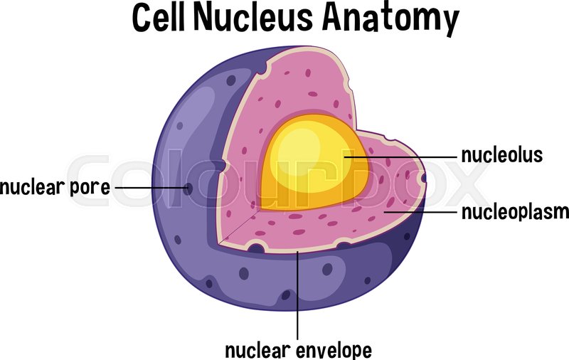 Nuclear Envelope Diagram