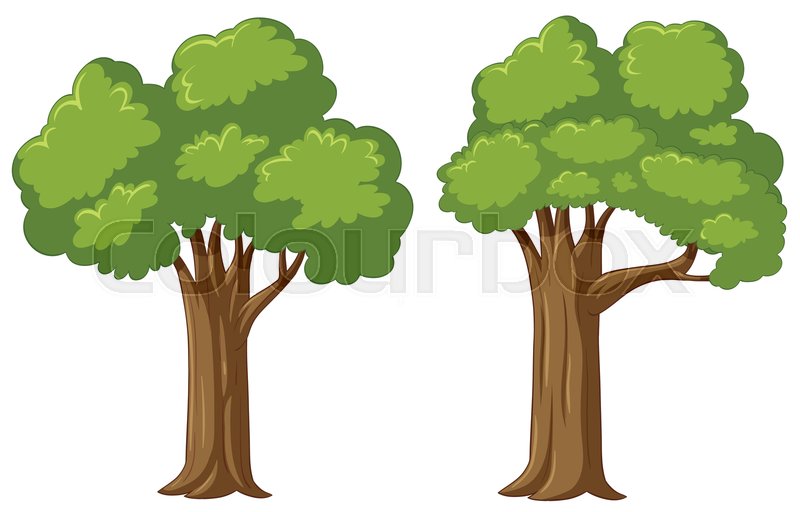 Two big trees on white background ... | Stock vector | Colourbox