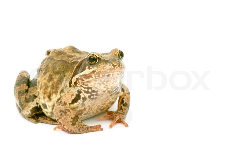 Brown Frosch auf weißem Hintergrund mit ... | Stock Bild | Colourbox