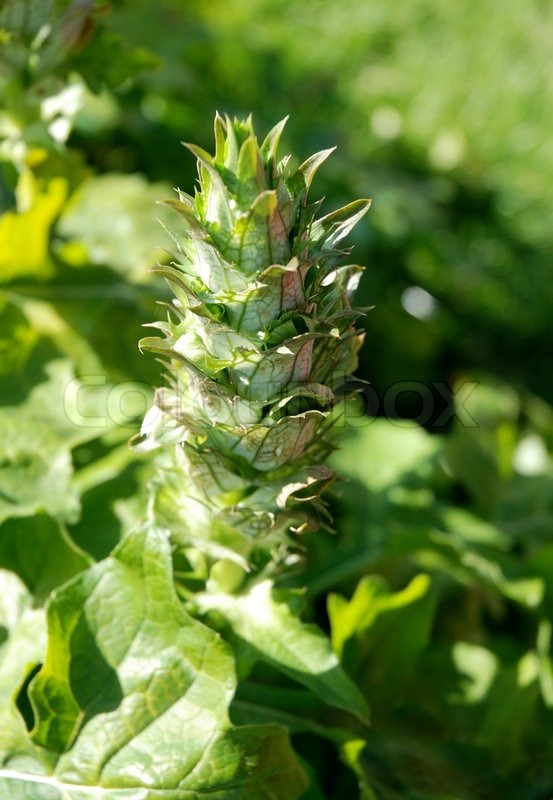 Greenery | Stock image | Colourbox