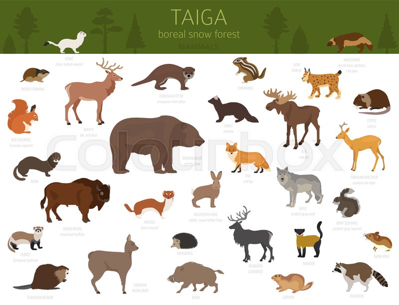 Taiga Biome Boreal Snow Forest Stock Vector Colourbox Taiga Biome Boreal Snow Forest Stock Vector Colourbox