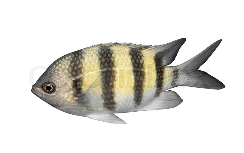 Saltvandsfisk | Stock foto | Colourbox